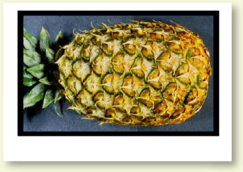 MA8 Nature : 2-D Spirals